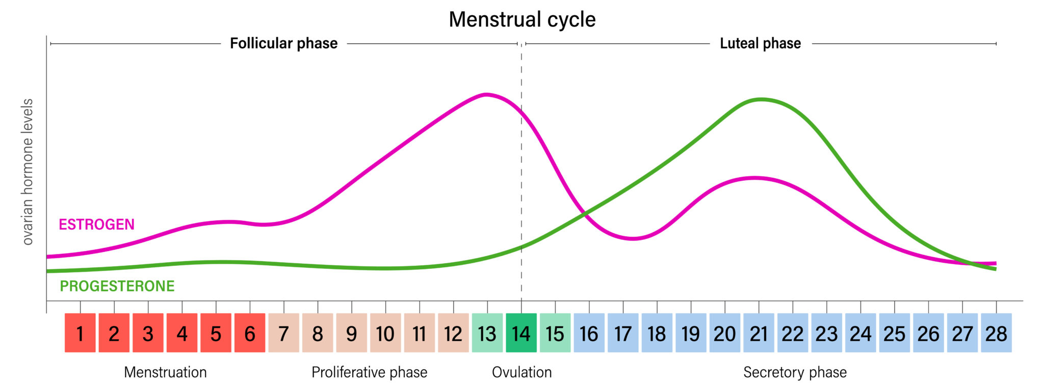 Is This Normal? The Athlete Menstrual Cycle - Athlete Blood Test